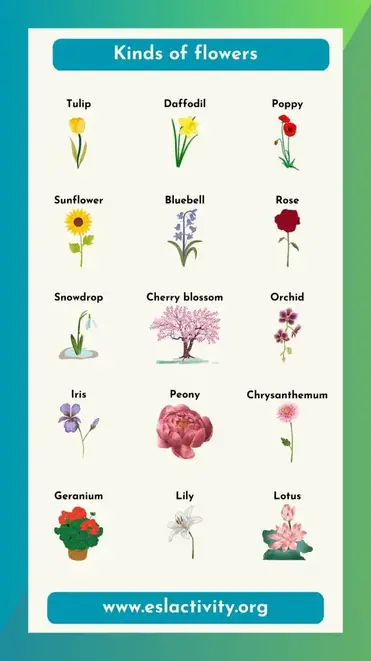 Flower Names Identification Chart