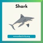 Water Animals Names in English | Sea & Aquatic Animals List