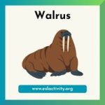 Water Animals Names in English | Sea & Aquatic Animals List