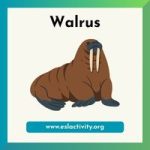 List of Zoo Animals | Most Common Zoo Animals in English