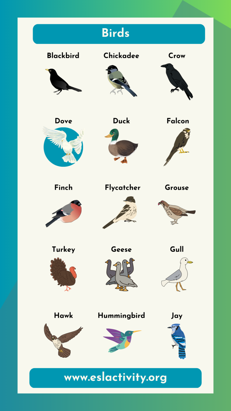 Bird Names List | Different Types of Birds, in English with Pictures