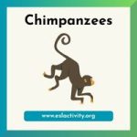 Omnivorous Animals List: Animals that Eat Both Plants & Meat