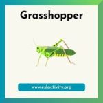 Insect Names in English (With Pictures) | Types of Insects