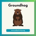 Omnivorous Animals List: Animals that Eat Both Plants & Meat
