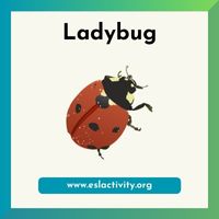 Insect Names in English (With Pictures) | Types of Insects