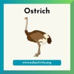 Omnivorous Animals List: Animals that Eat Both Plants & Meat
