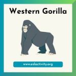 Omnivorous Animals List: Animals that Eat Both Plants & Meat