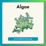 Plant Names in English | Most Common Types of Plants