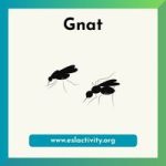 Insect Names in English (With Pictures) | Types of Insects