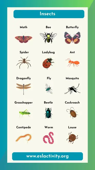 Names Of Insects List Of Insects In English With Pictures