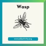 Insect Names in English (With Pictures) | Types of Insects