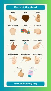 Parts of the Hand: Finger Names in English with Pictures