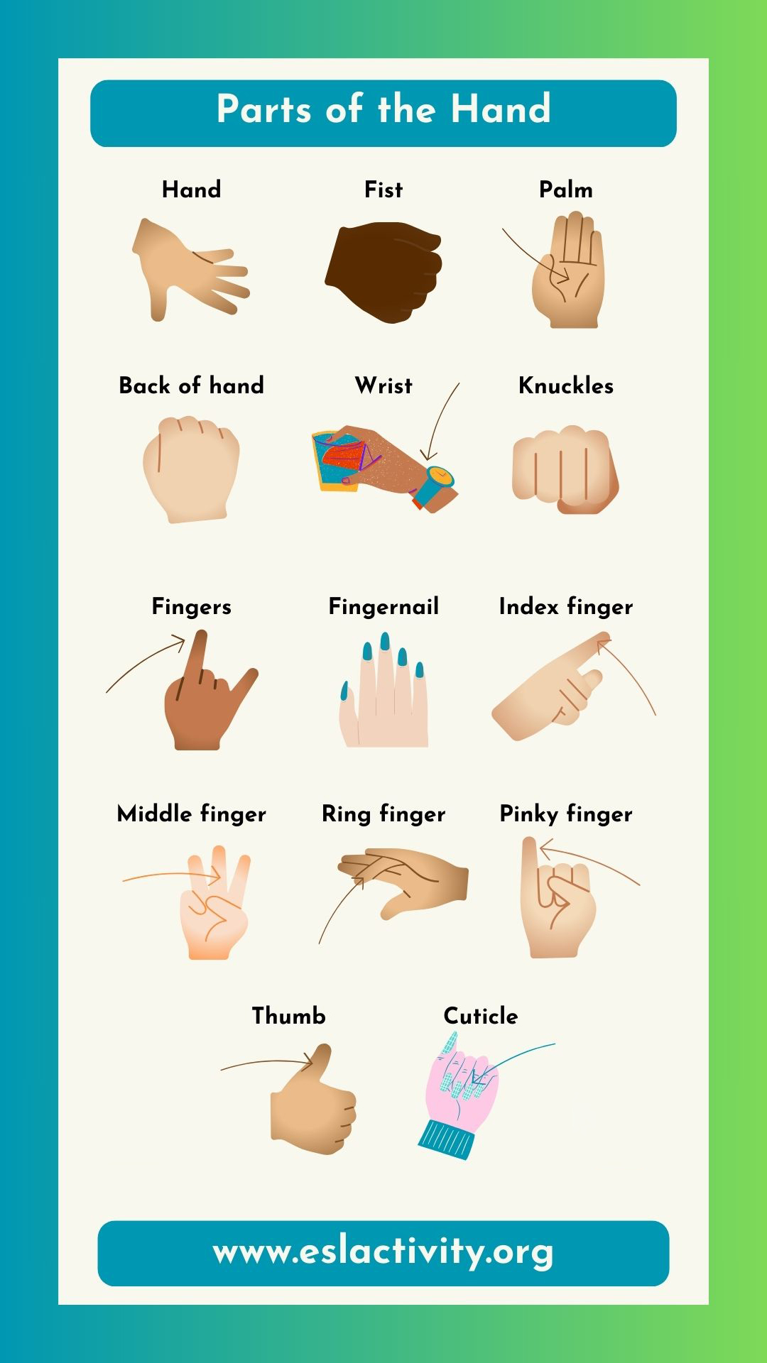 Parts of the Hand: Finger Names in English with Pictures