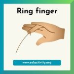Parts of the Hand: Finger Names in English with Pictures