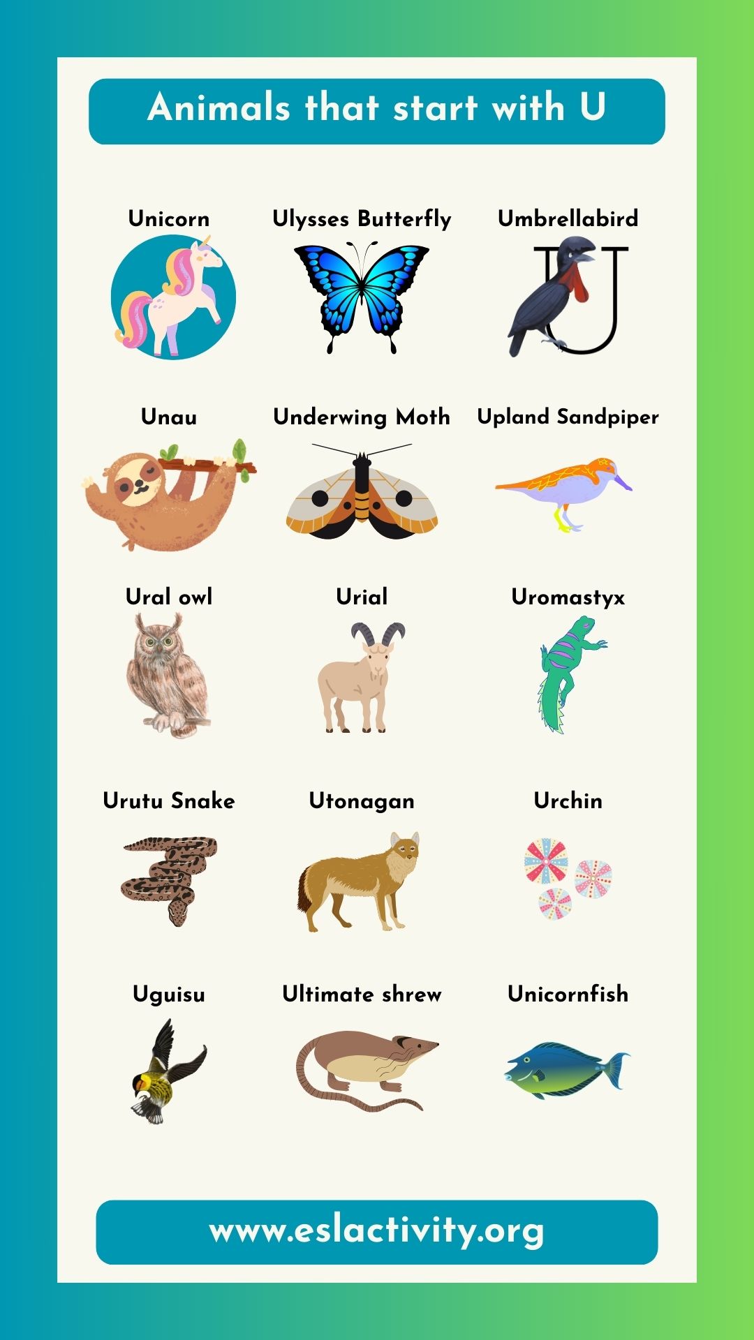 Animals that Start with U | Pictures and Fun Facts About Animal