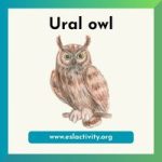 Animals that Start with U | Pictures and Fun Facts About Animal