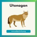 Animals that Start with U | Pictures and Fun Facts About Animal